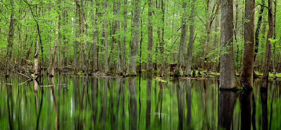 The Phantom ‹ Terry Gentry Fine Art Photography